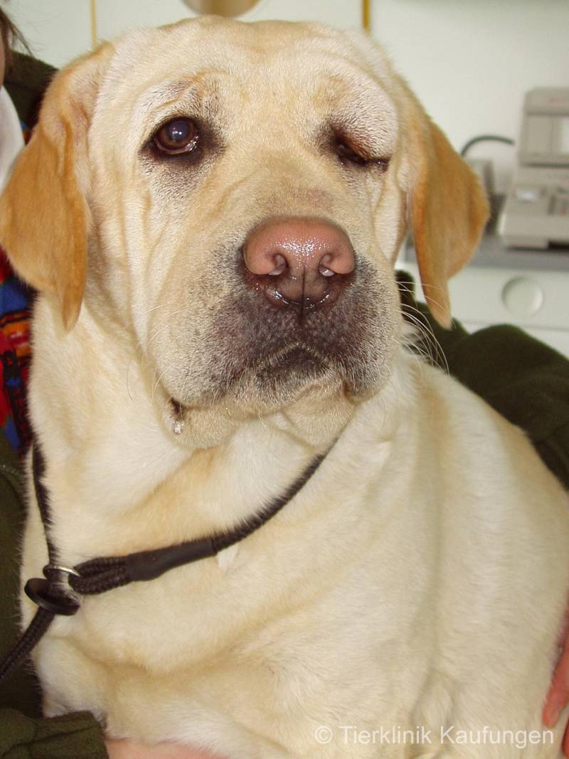 Dermatologie - Tierklinik Kaufungen