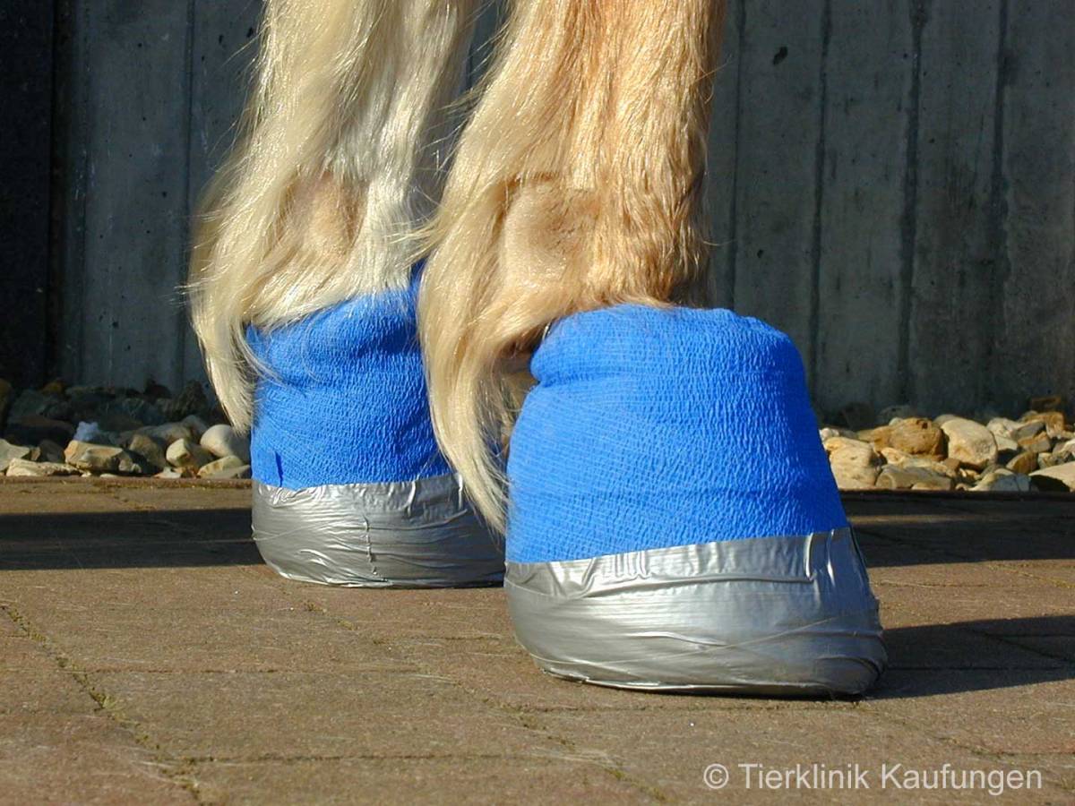 Hufrehe-Behandlung - Tierklinik Kaufungen